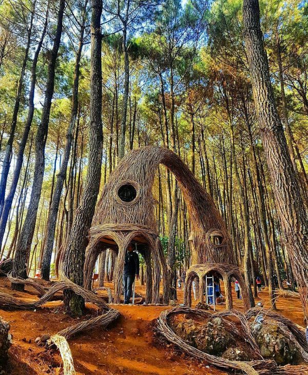 Romantisnya Hutan Pinus Pengger - De Jogja Adventure