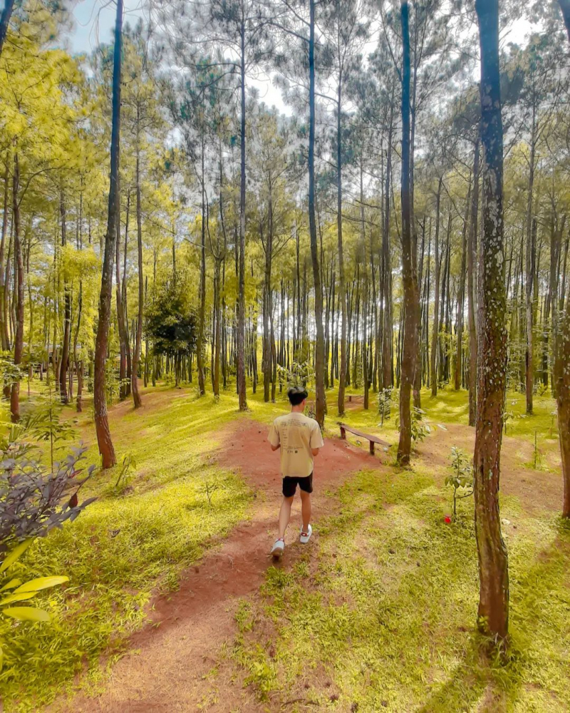 Puncak Becici, Menikmati Keindahan Deretan Pohon Pinus